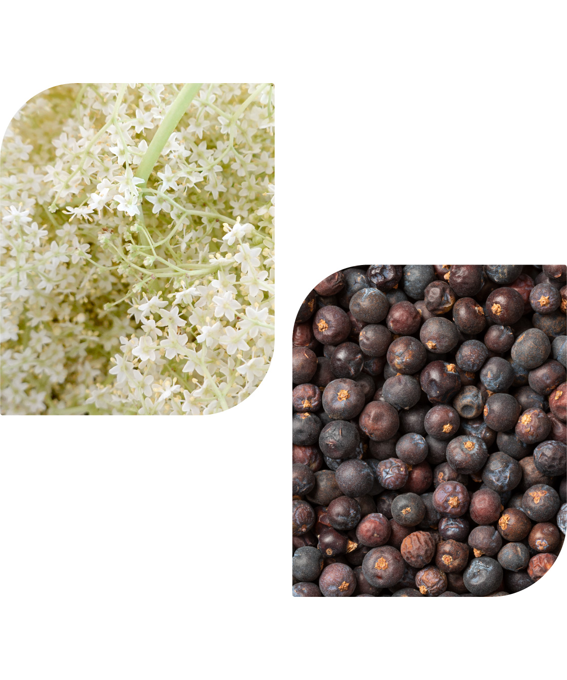 Notre savoir-faire | Fédi | Fabricant d’Extraits et d’Arômes Naturels